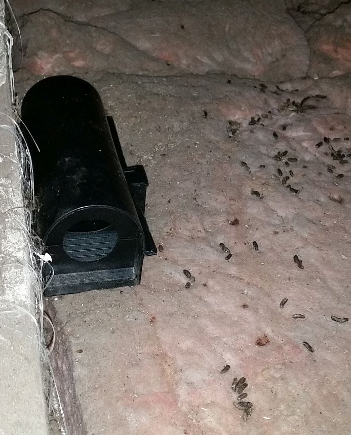 Rodent removal - Pest Cure